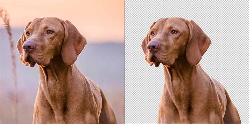 How to Remove Color from an Image